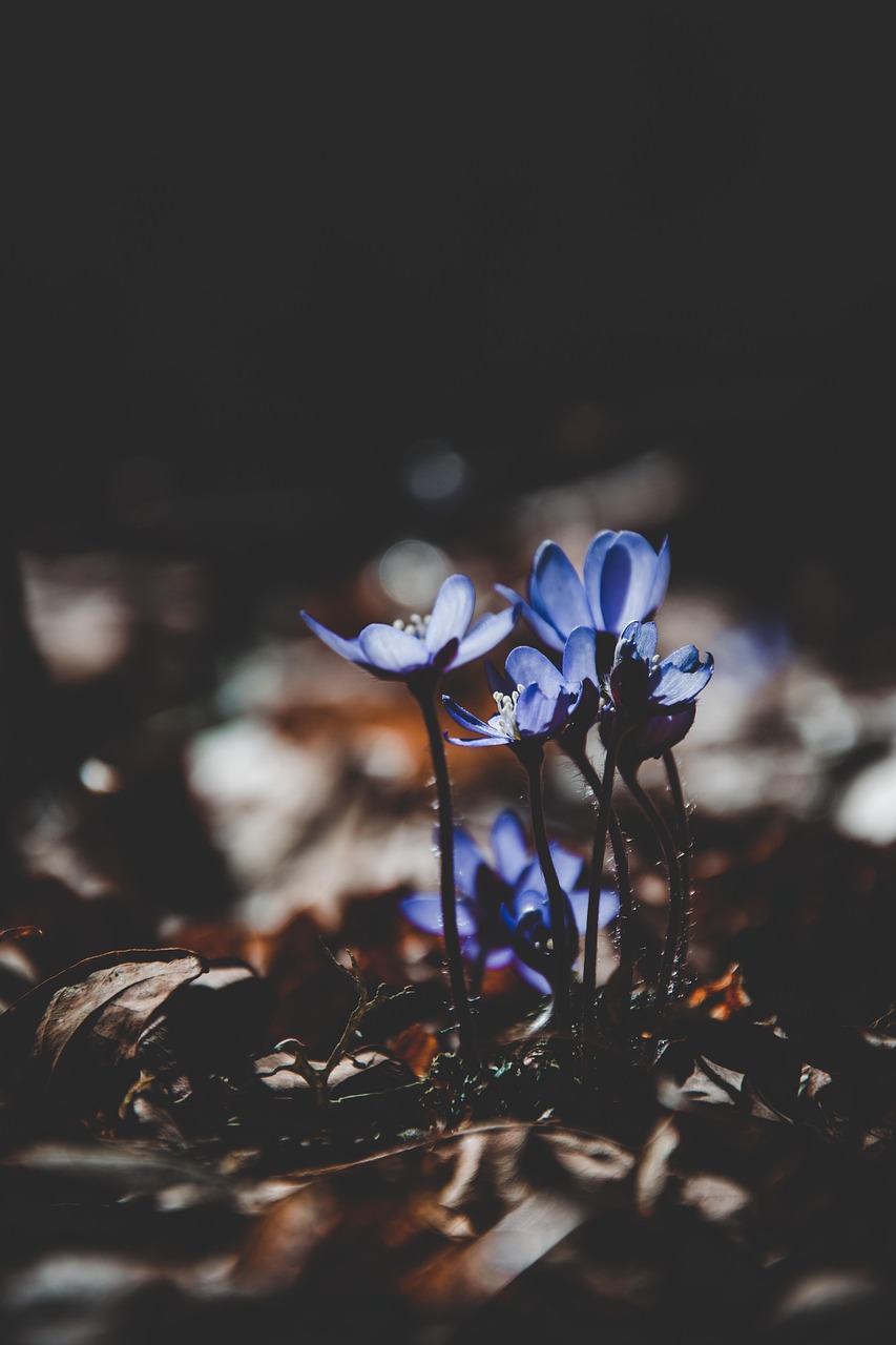 Bunga Lonceng Biru Flora - Foto gratis di Pixabay - Pixabay