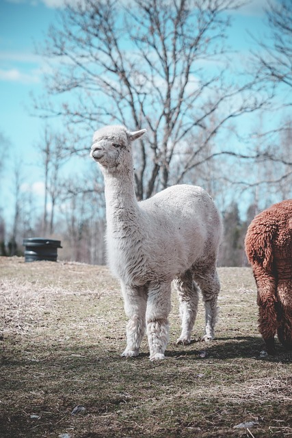 Alpaca Fur Country - Free photo on Pixabay - Pixabay