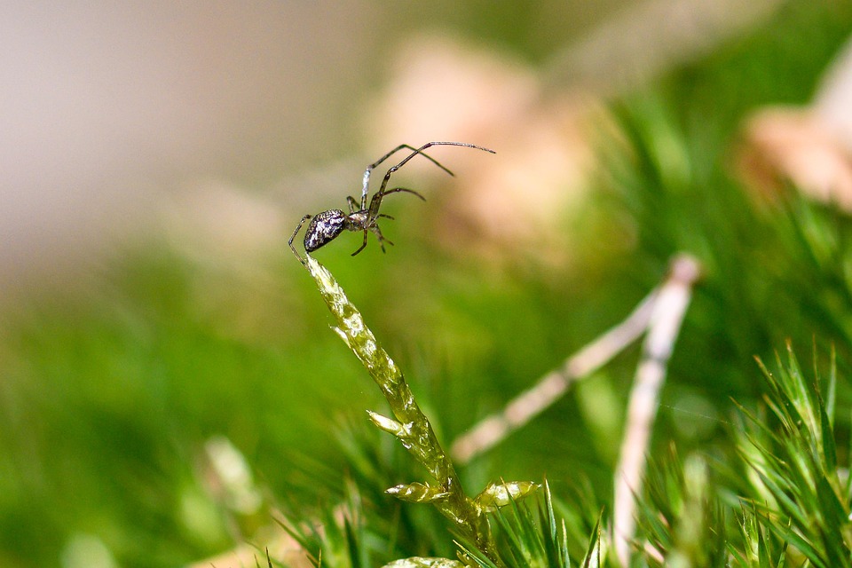 Spinne Insekt Gras - Kostenloses Foto auf Pixabay