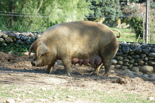 Pig Sow Animal - Free photo on Pixabay