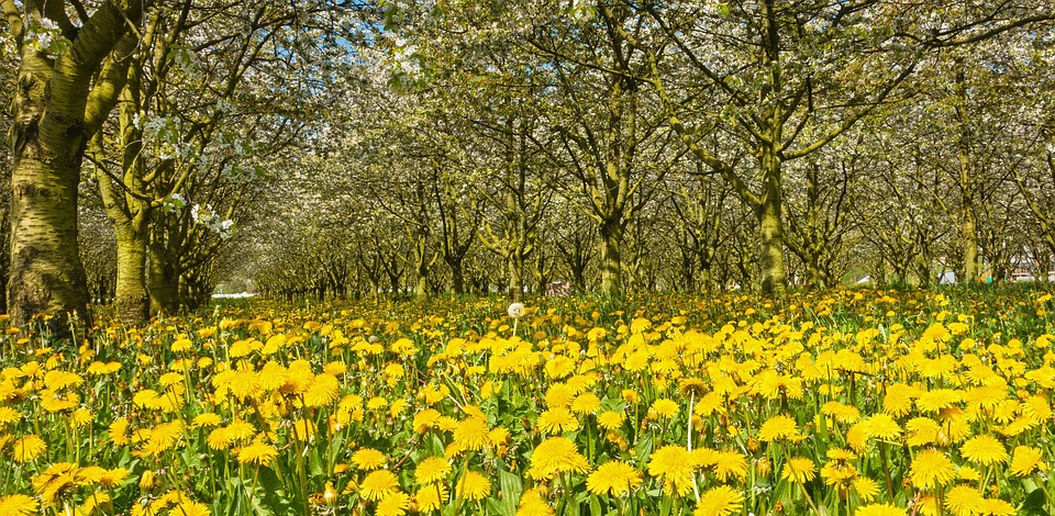 Dandelion Kebun Ceri Pohon - Foto gratis di Pixabay