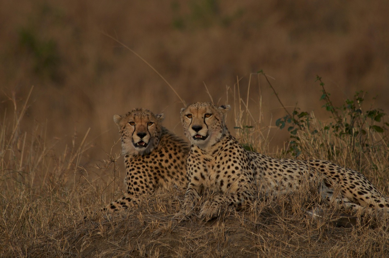 90+ Free Maasai & Maasai Mara Images - Pixabay