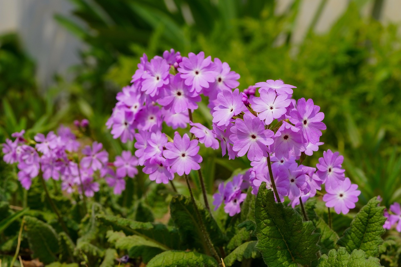 Flowers Bloom Blossom - Free photo on Pixabay