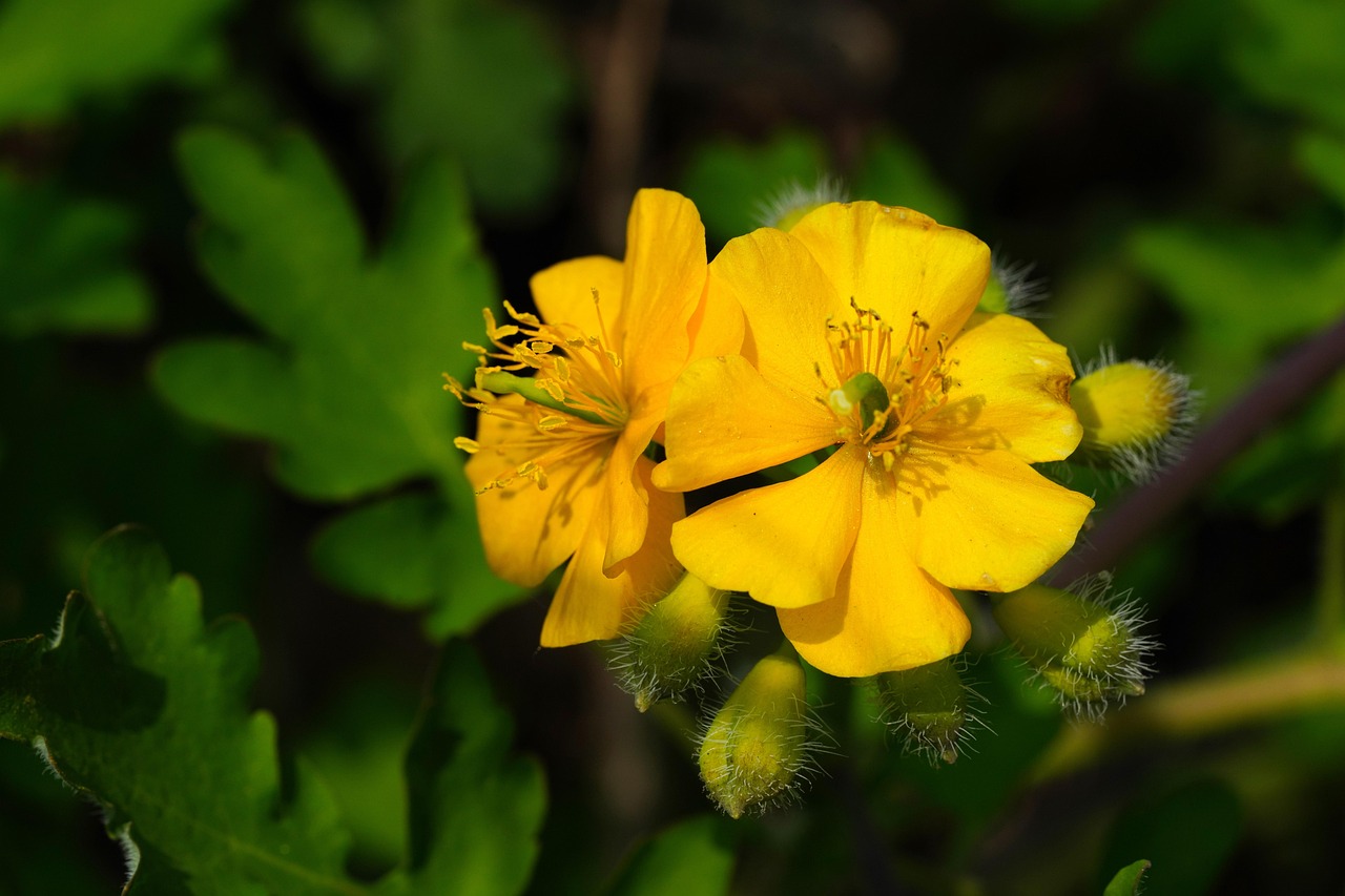 Flowers Bloom Botany - Free photo on Pixabay