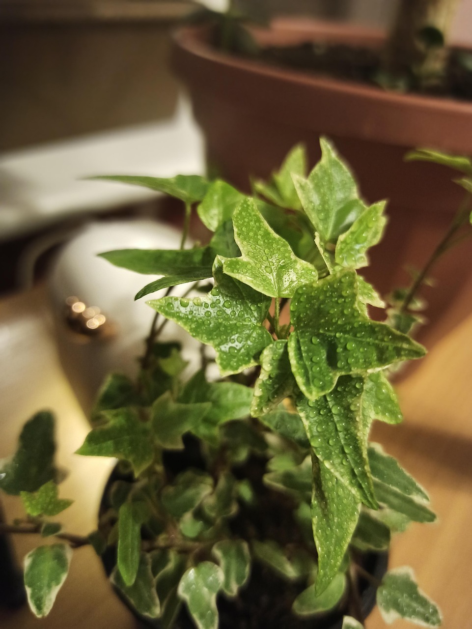 Plantes Vert Nature - Photo gratuite sur Pixabay - Pixabay