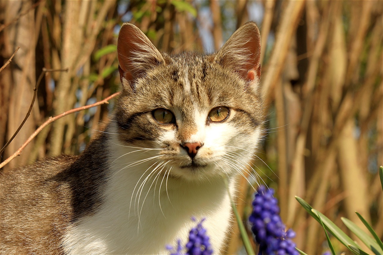 Animal Gato Felino Bicho De - Foto gratuita no Pixabay - Pixabay