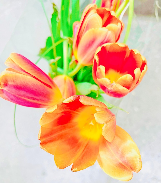 Orange Bunga Bunga-Bunga Alam - Foto gratis di Pixabay - Pixabay