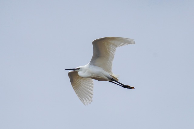 Bird Common Heron Flying - Free photo on Pixabay - Pixabay