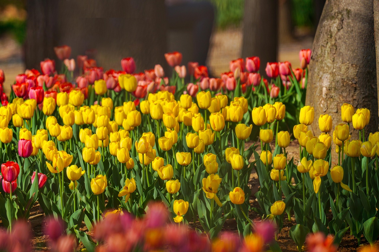 Fleurs Tulipes Le Printemps - Photo gratuite sur Pixabay - Pixabay