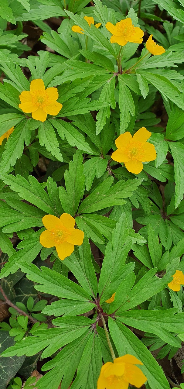 Fruhling Primavera Flor - Foto gratuita no Pixabay - Pixabay