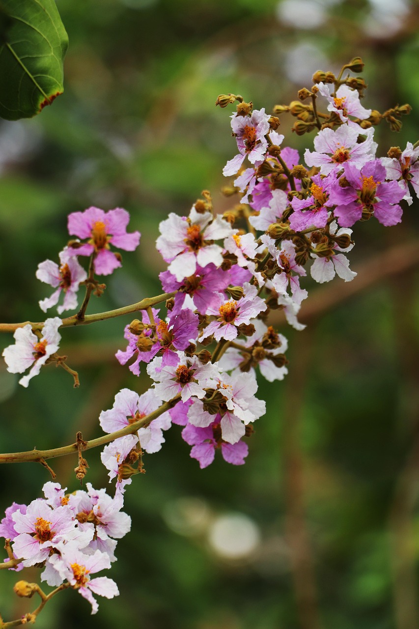 Thai Crape Myrtle Flowers Plant - Free photo on Pixabay
