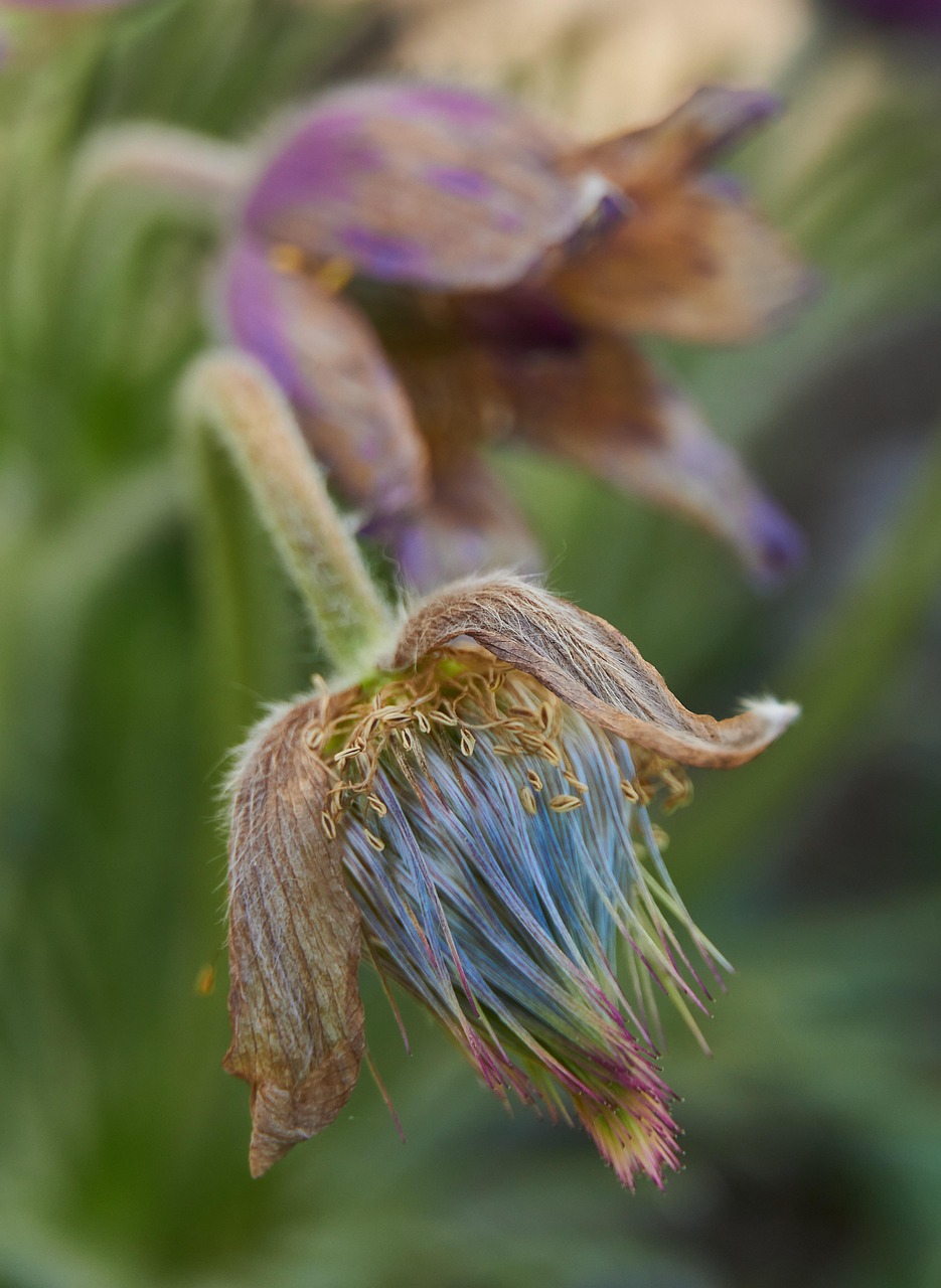 Planta Flora Florecer - Foto gratis en Pixabay - Pixabay