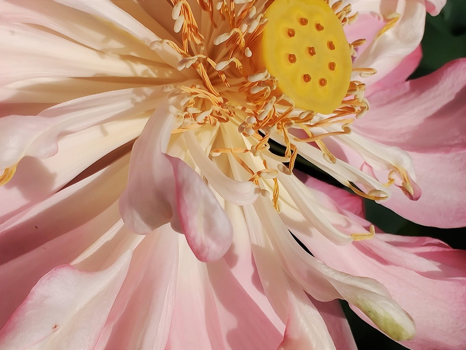 Lotus Fleur Rose - Photo gratuite sur Pixabay - Pixabay