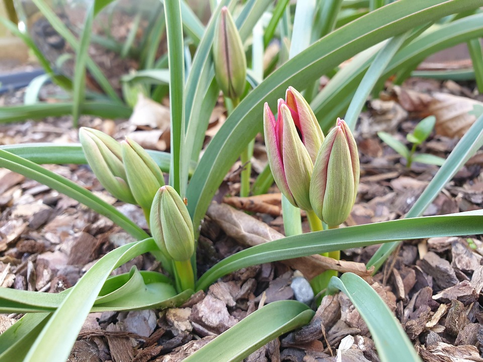 Lalea Tulipa Humilis - Fotografie gratuită pe Pixabay - Pixabay