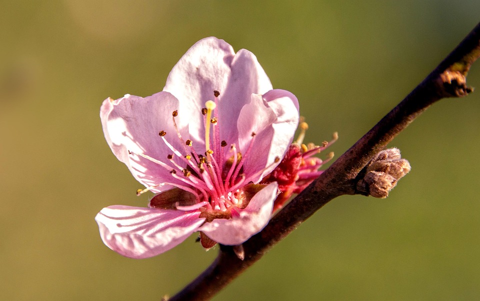 Peach Blossom Flower Spring Pink - Free photo on Pixabay - Pixabay