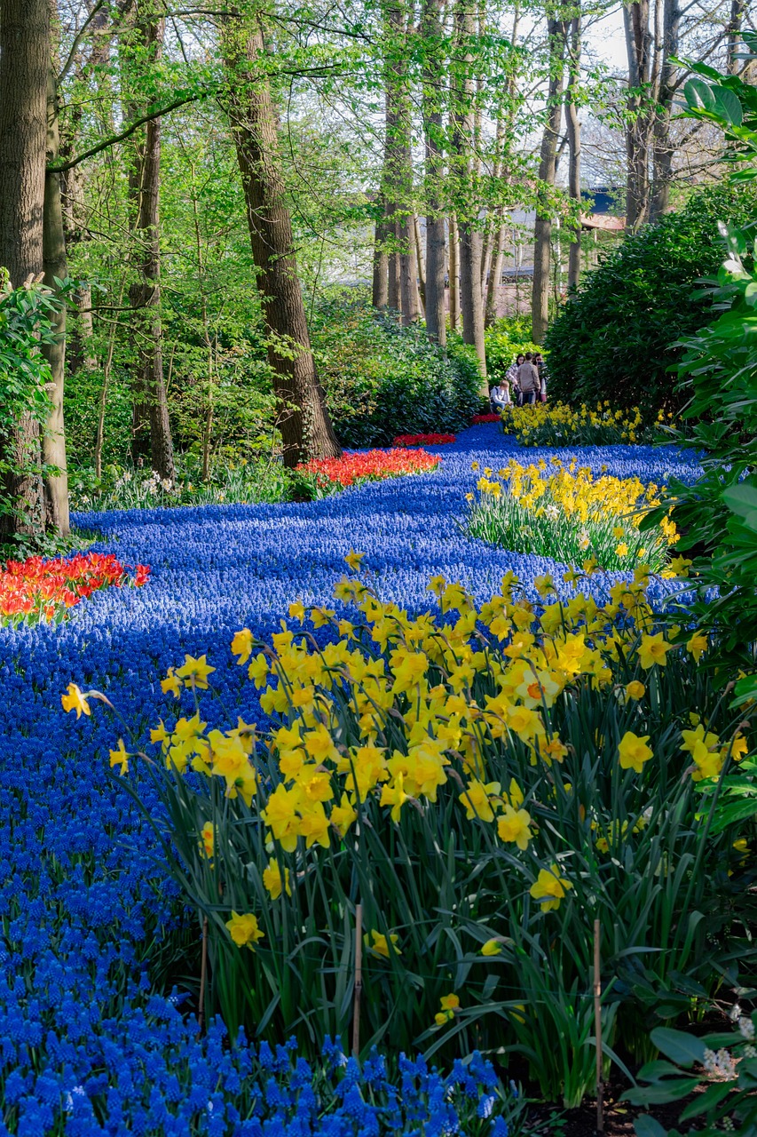 Flowers Tulips Spring - Free photo on Pixabay