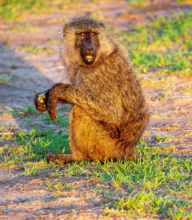 Animal Species Primate - Free photo on Pixabay - Pixabay