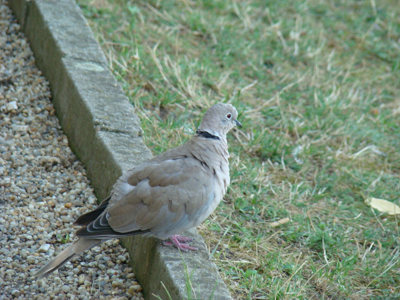Dove Bird Gray - Free photo on Pixabay - Pixabay