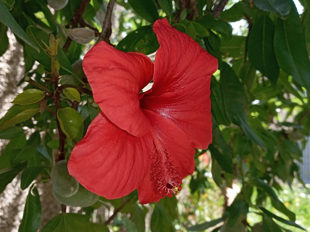 Fiore Rosso Fiori - Foto gratis su Pixabay