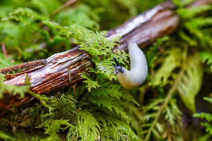 300+ Free Slug & Snail Photos