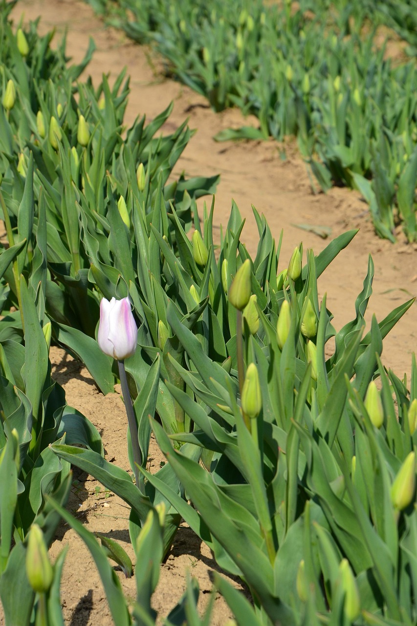Tulip Flower White - Free photo on Pixabay