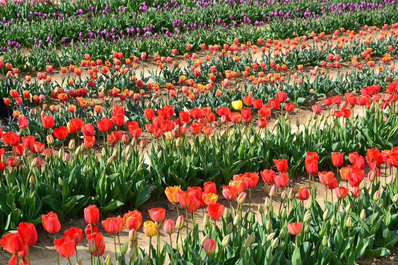 Tulipány Květiny Pole Okvětní - Fotografie zdarma na Pixabay