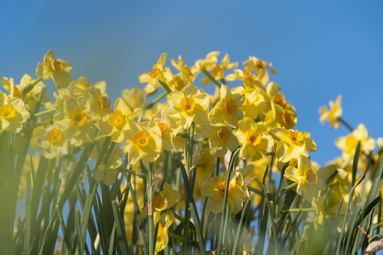 3,000+ Free Daffodils. & Nature Images - Pixabay