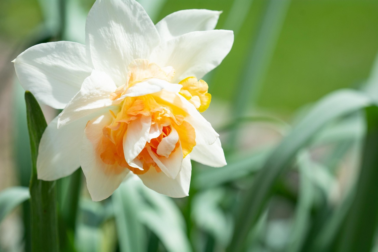 300,000+ Free Beautiful Daffodils & Daffodil Images - Pixabay