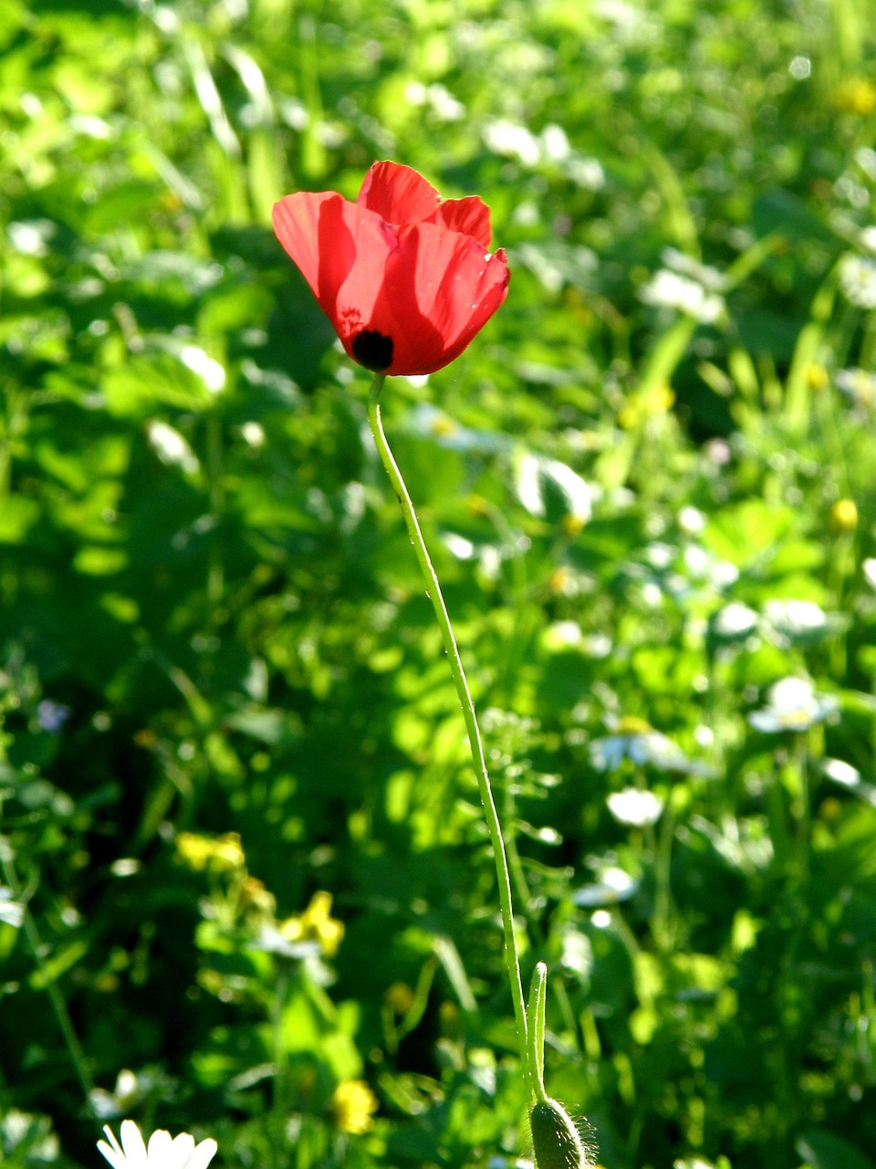 Fleur Nature Coquelicot - Photo gratuite sur Pixabay - Pixabay