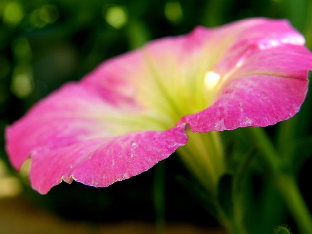 Bunga Merah Jambu - Foto gratis di Pixabay