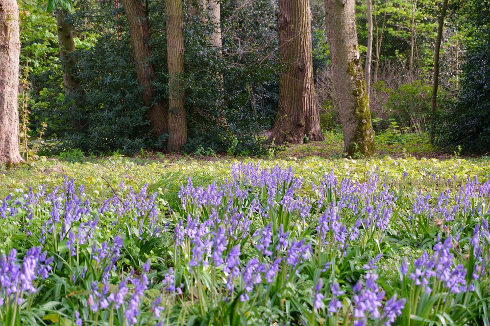 Common Bluebells - Free photo on Pixabay - Pixabay