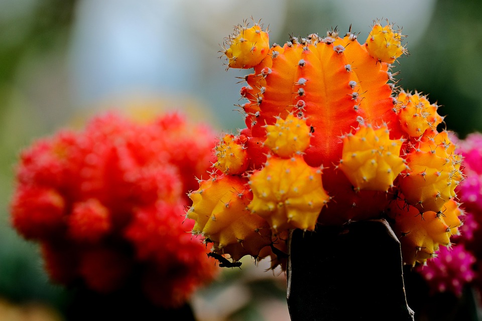 Cactus Flora Planta - Foto gratis en Pixabay - Pixabay
