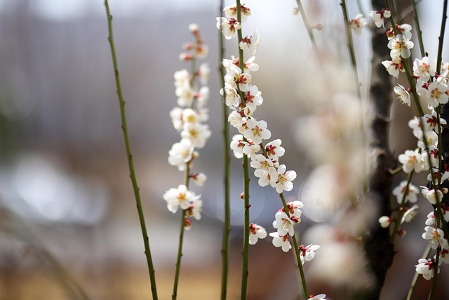 Primavera Flores Botânica - Foto gratuita no Pixabay - Pixabay