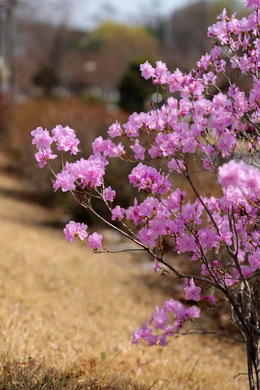 Azalea Flowers Plant Rhododendron - Free photo on Pixabay - Pixabay