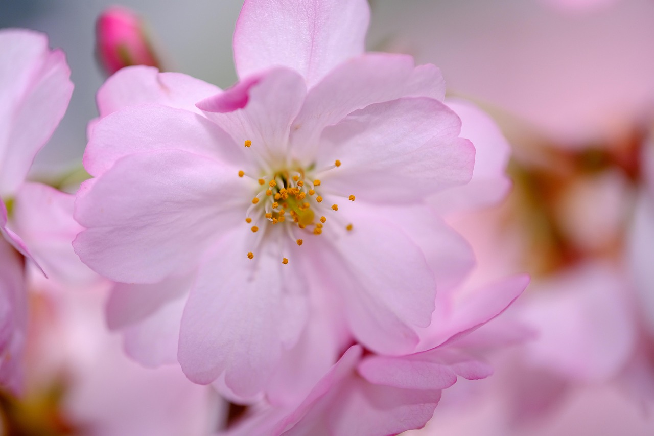 Cherry Blossom Flowers Spring Pink - Free photo on Pixabay