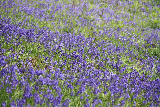 Bunga-Bunga Lonceng Biru Alam - Foto gratis di Pixabay - Pixabay
