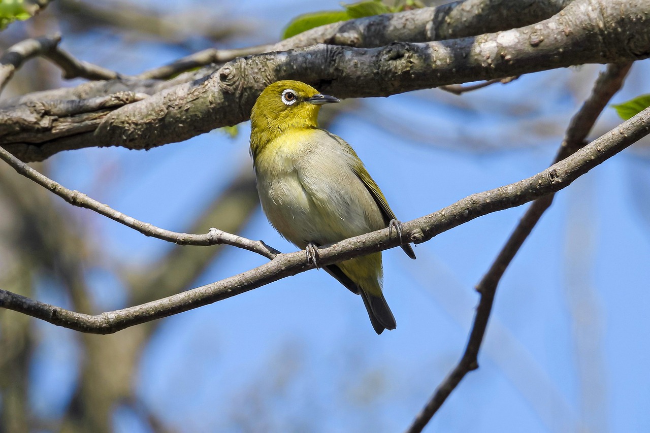 Bird Warbling White-Eye - Free photo on Pixabay