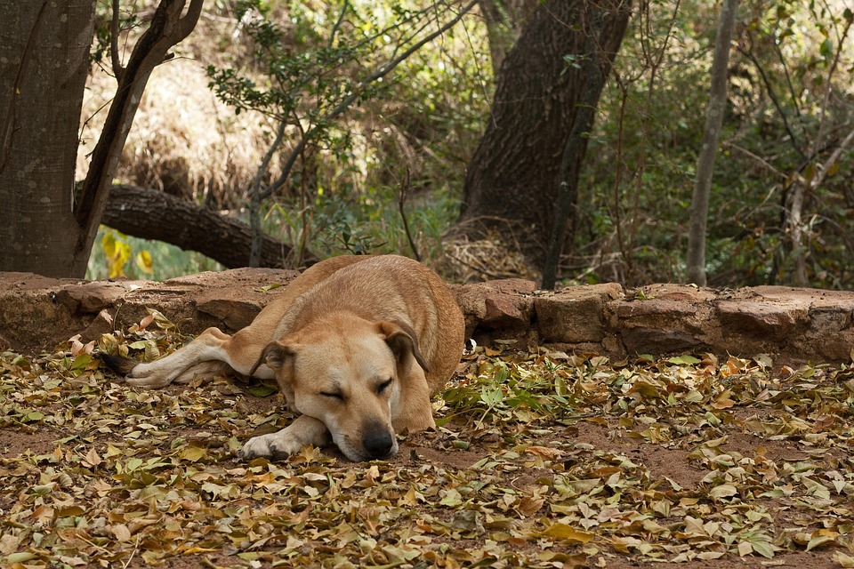 Dog Pet Autumn - Free photo on Pixabay