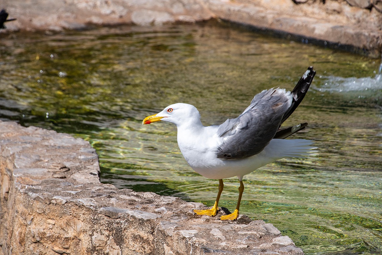 Seagull Bird Animal - Free photo on Pixabay