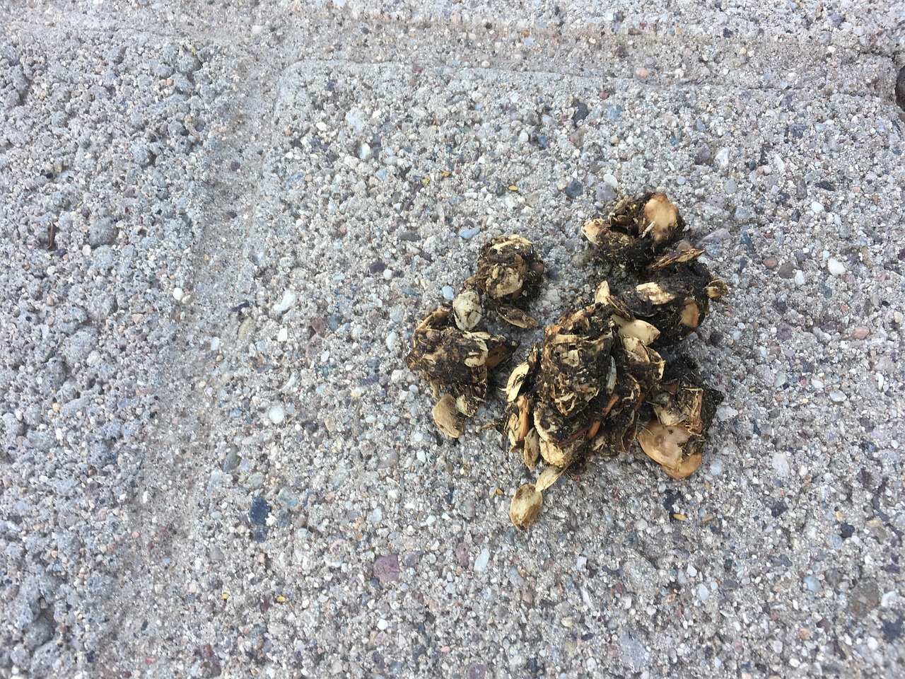 Scat Coyote Droppings Wild - Free photo on Pixabay - Pixabay