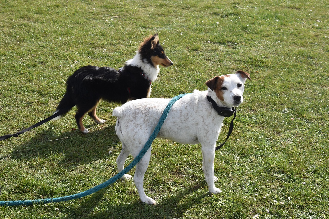 Perros De Plomo Pet Perro - Foto gratis en Pixabay - Pixabay