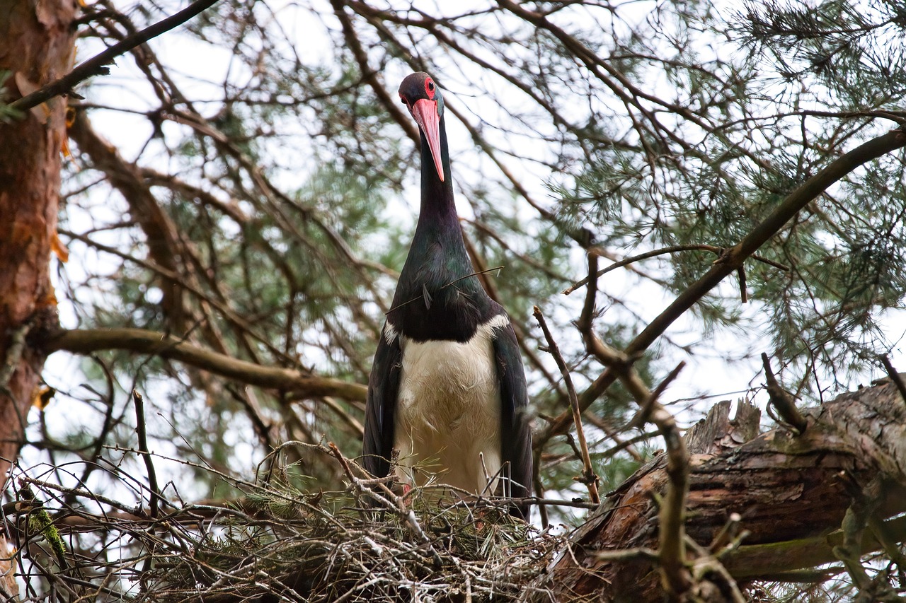 Stork Bird Black - Free photo on Pixabay - Pixabay