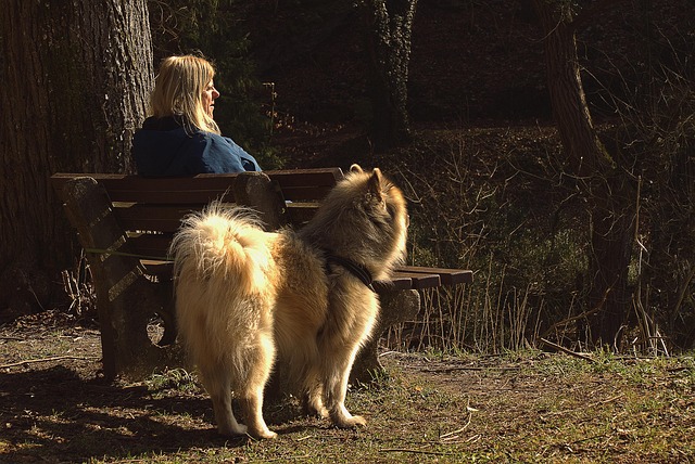Woman Bank Dog - Free photo on Pixabay - Pixabay