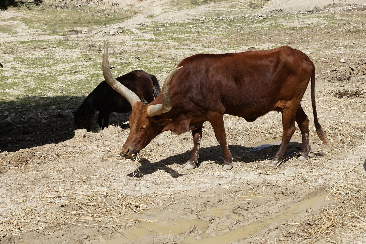 Ankole-Watusi Watusi Ankole - Foto gratuita no Pixabay - Pixabay