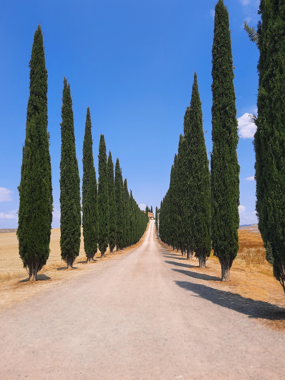 200,000+ Free Cypress Trees & Cypress Images - Pixabay