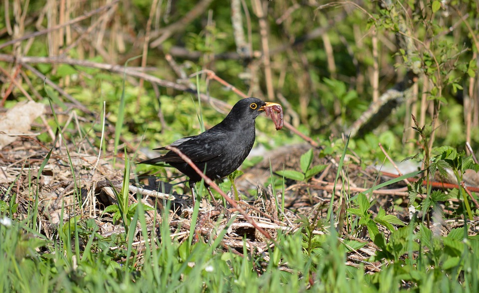 Blackbird Bird Animal - Free photo on Pixabay