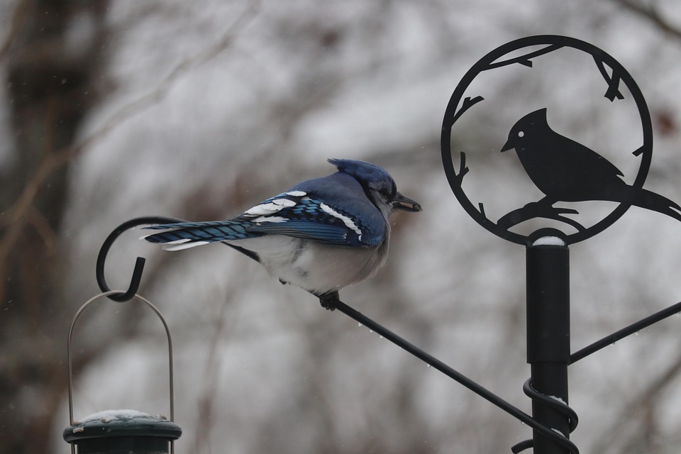 Blue Jay Bird Animal - Free photo on Pixabay