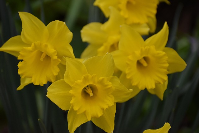 Fleurs Le Printemps Jonquille - Photo gratuite sur Pixabay - Pixabay