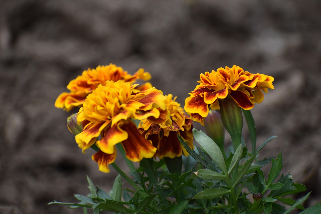 Flower Marigold Petals Free Photo On Pixabay Pixabay flower-marigold-petals-free-photo-on-pixabay-pixabay