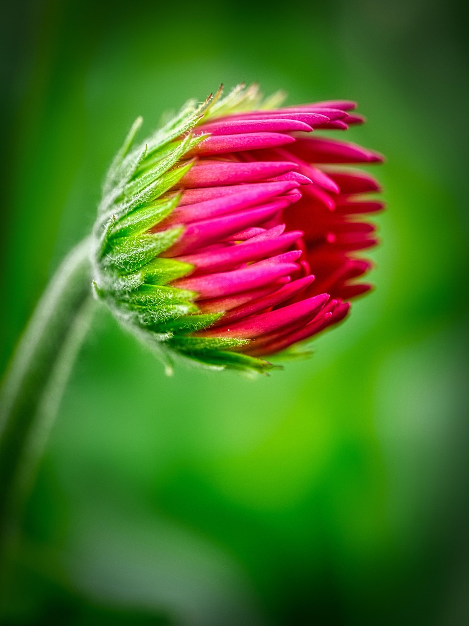 Gerbera Bourgeon Fleur - Photo gratuite sur Pixabay - Pixabay